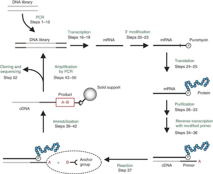 mRNA display for the selection and evolution of enzymes from in vitro ...