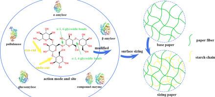 Enzymatically modified starch for paper surface sizing: Enzymes with ...