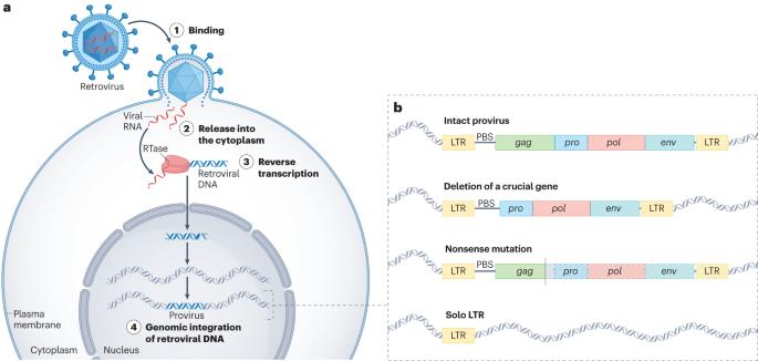 Activation of human endogenous retroviruses and its physiological ...