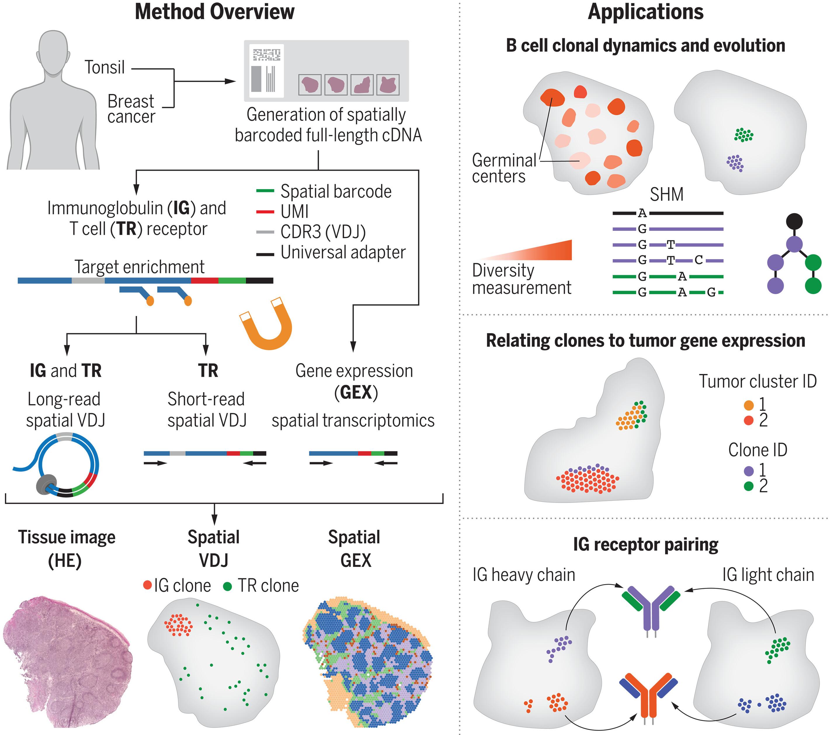 Spatial transcriptomics of B cell and T cell receptors reveals ...