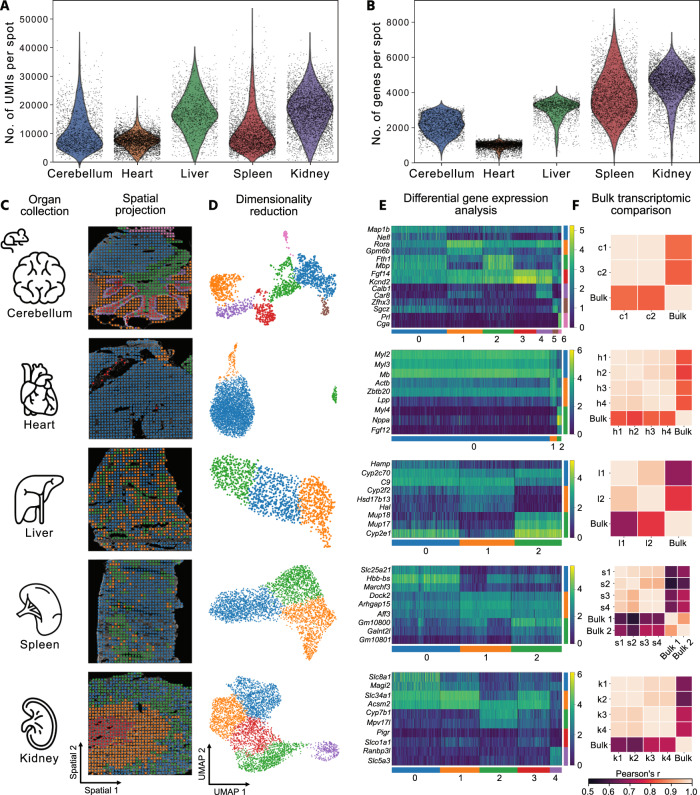 Spatial transcriptomics using multiplexed deterministic barcoding in ...