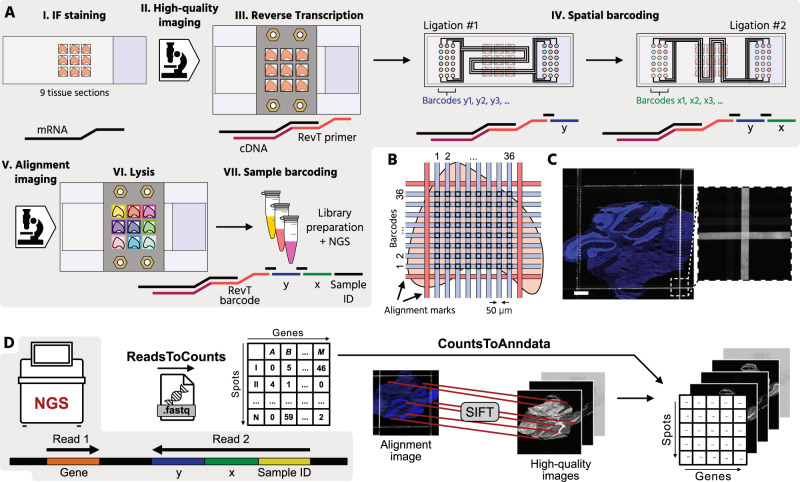 Spatial transcriptomics using multiplexed deterministic barcoding in ...
