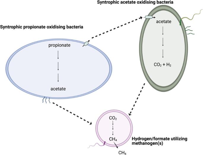Syntrophic entanglements for propionate and acetate oxidation under ...