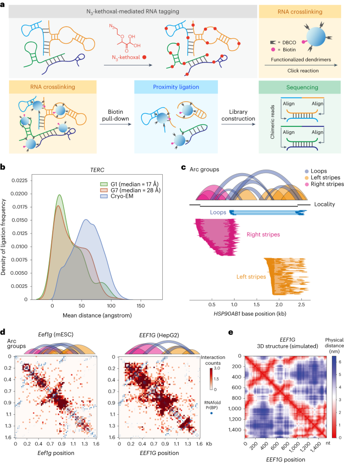 KARR-seq reveals cellular higher-order RNA structures and RNA–RNA ...