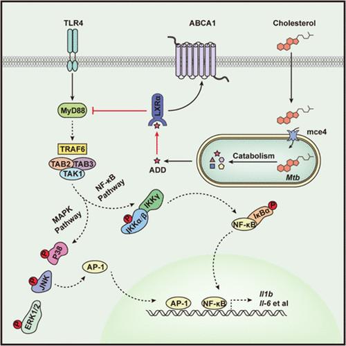 Mycobacterium tuberculosis Suppresses Inflammatory Responses in Host ...