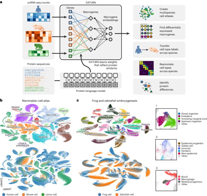 实现通用细胞嵌入：利用 SATURN 整合跨物种单细胞 RNA-seq - Book学术