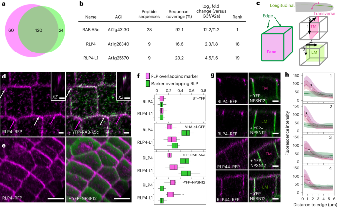 A self-regulatory cell-wall-sensing module at cell edges controls plant ...