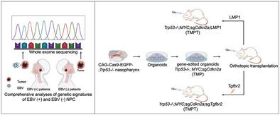 Primary and Orthotopic Murine Models of Nasopharyngeal Carcinoma Reveal ...