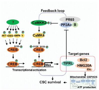 TIPRL通过激活CaMKK2-CaMK4-CREB反馈环路调控肺癌干 - Book学术