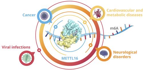 甲基转移酶样蛋白 16 (METTL16)：一个关键的外转录组角色成为 - Book学术