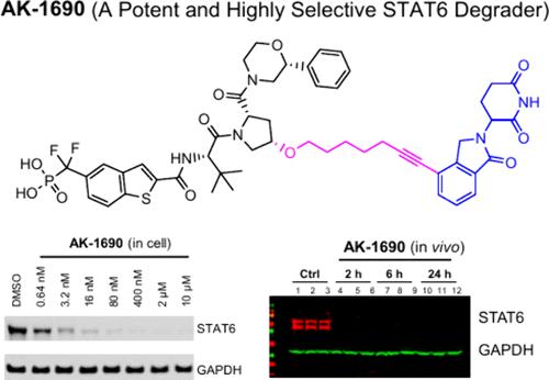 发现 AK-1690：一种强效、高选择性的 STAT6 PROTAC - Book学术