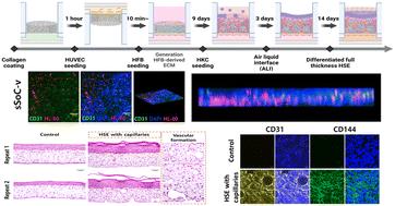 一种无收缩、血管化全层皮肤芯片平台的开发，用于模拟特应性皮炎的免疫反应 - Book学术