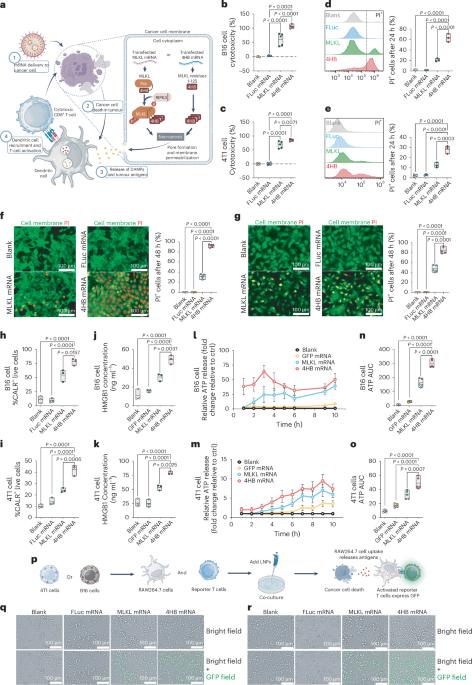 A modular mRNA platform for programmable induction of tumour-specific ...