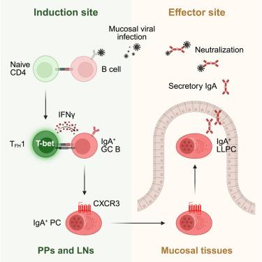 Mucosal viral infection elicits long-lived IgA responses via type 1 ...