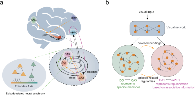 Hybrid neural networks for continual learning inspired by ...
