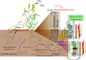 Plant root exudates: Advances in belowground signaling networks ...