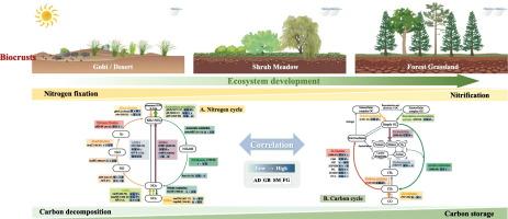 Functional contributions of biological soil crust microorganisms to ...
