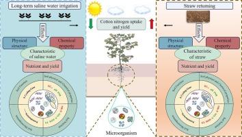 Microbial mechanisms of cotton straw return to regulate soil N cycling ...