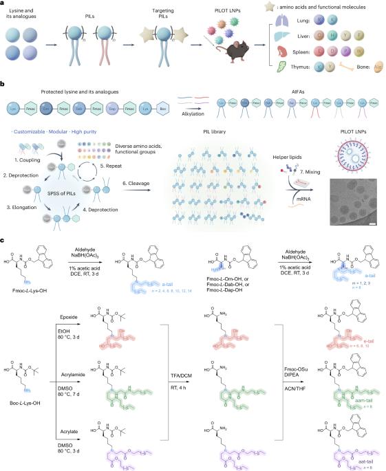 Tissue-specific mRNA delivery and prime editing with peptide–ionizable ...