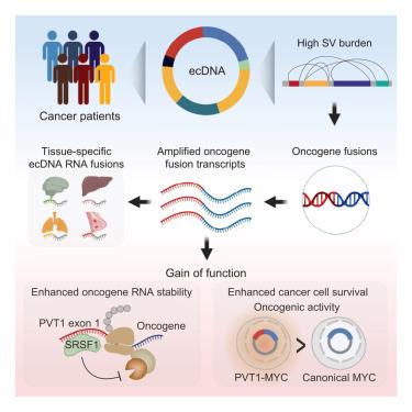 EcDNA-borne structural variants drive oncogenic fusion transcript ...