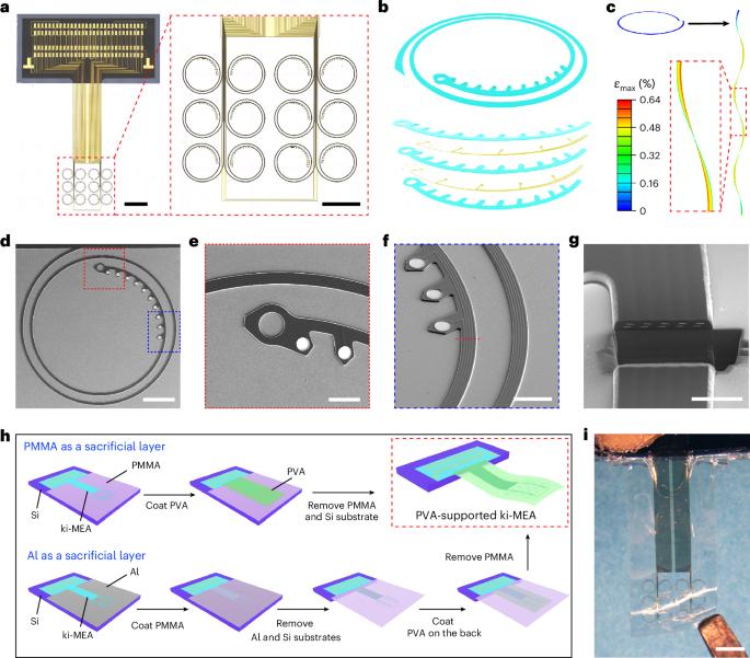 Flexible kirigami microelectrode arrays for neuronal activity ...