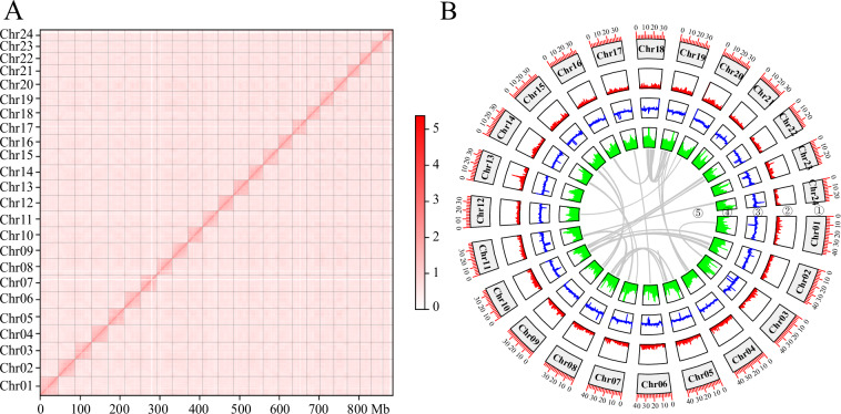 A telomere-to-telomere gap-free genome assembly of the protandrous ...