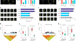 Breeding ideotype maize with enhanced yield through genomics-guided ...