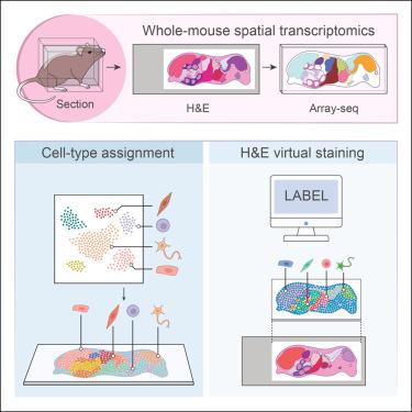 Whole-body molecular and cellular mapping of the laboratory mouse - Book学术