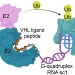 湖南大学楚霞Angew：基于G-四链体RNA的PROTAC可靶向降解RNA结合蛋白FMRP以用于肿瘤免疫治疗 - Book学术