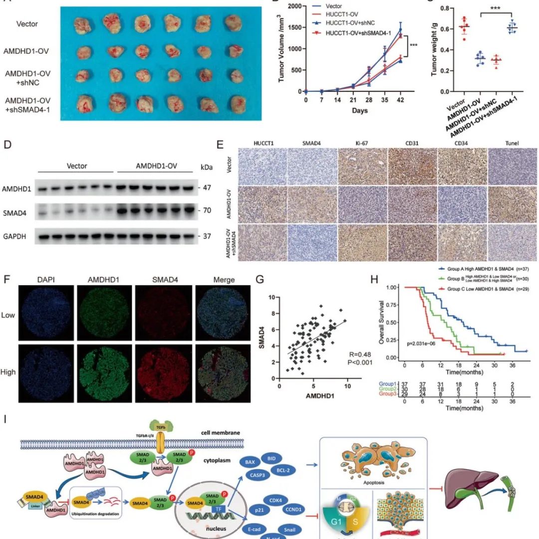 Cell Death Differ | 北京协和医院李秉璐团队揭示AMDHD1在胆管癌中的功能和机制 - Book学术