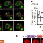 NCB | 黄韵/李佳/周育斌揭示了形成DNA甲基化和去甲基化景观的生物分子凝聚机制 - Book学术