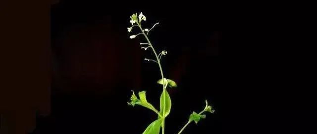 新进展！Nature Plants期刊连发我国植物科学领域9篇高水平文章！ - Book学术