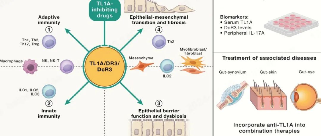 Med| 靶点TL1A：炎症和纤维化疾病 - Book学术