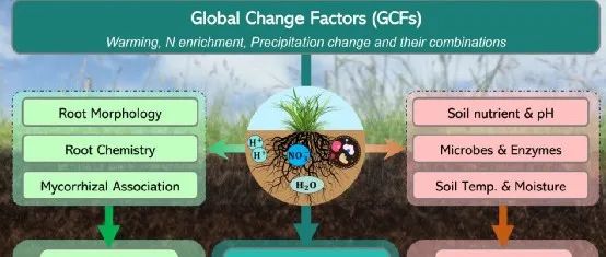 Global Change Biology | 揭示全球变化对根系凋落物分解的多重调控途径 - Book学术