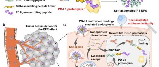 Angew |自组装肽衍生的蛋白水解靶向嵌合体 (PROTAC) 纳米粒子用于癌症免疫治疗中的肿瘤靶向和持久 PD-L1 降解 - Book学术