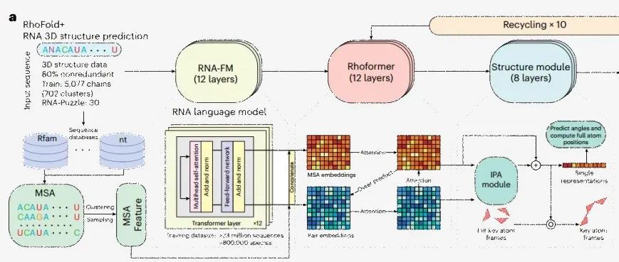 Nat Methods｜智峪生科王晟/香港中文大学李煜/复旦大学孙思琦等：用RhoFold+实现对RNA三维结构的高效预测 - Book学术