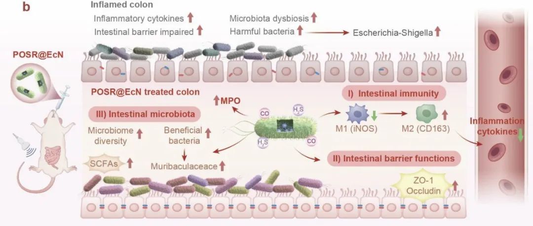 Science 张峰团队发现新基因编辑技术——TIGR-Tas系统 - Book学术