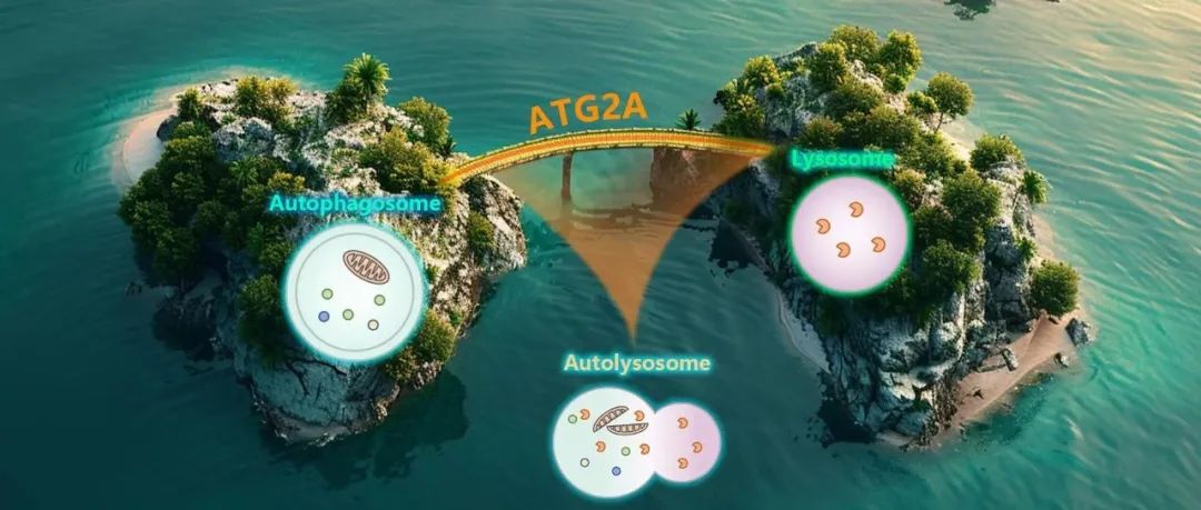 Autophagy | 南方科技大学赵燕团队揭示ATG2A调控神经细胞中自噬体成熟的机制 - Book学术