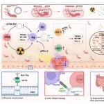 Adv. Mater：TREM2 scfv工程化大肠杆菌可调节巨噬细胞以增强癌症放射-免疫治疗 - Book学术
