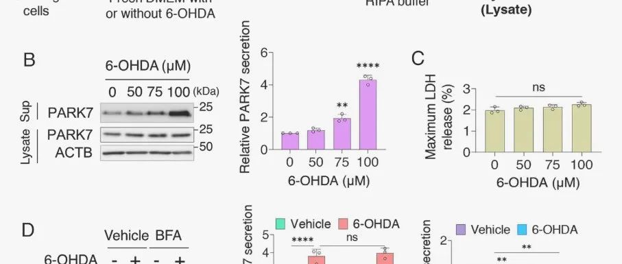 PNAS|PARK7的非常规分泌需要伴侣蛋白介导的自噬和专门SNARE复合物的溶酶体递送 - Book学术