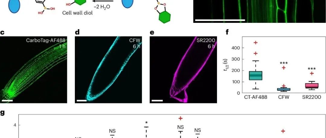 Nat. Methods | CarboTag：一种植物细胞壁实时功能成像的模块化方法 - Book学术