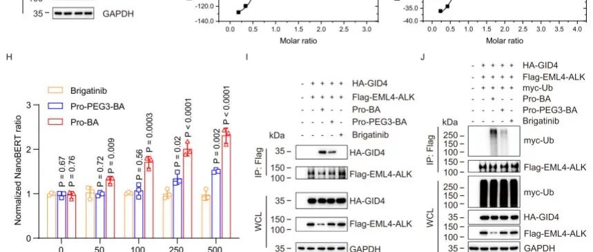 Nat.Commun.|无连接子的 PROTAC 可有效诱导癌蛋白降解 - Book学术