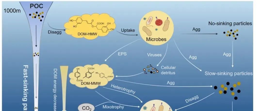 北京大学晏明全团队在Nature Communications发文揭示从表层到深海CDOM生物地球化学循环过程 - Book学术