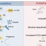 Cell Death Differ | 东南大学史兴娟研究发现组蛋白去乙酰酶 6 脱乙酰化并泛素化 ATG3 以调节自噬 - Book学术