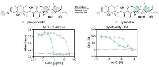 阅读 Angew | P450酶LyoI催化聚醚离子载体lysocellin中氢-2,2′-联呋喃环的氧化 - Book学术