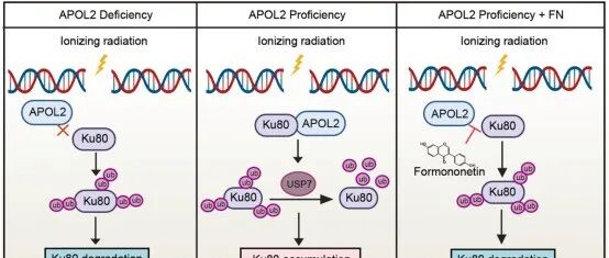 Crit Rev Food Sci Nutr | 华中科技大学刘智教授携手昆明医科大学揭示植物乳杆菌研究进展 - Book学术