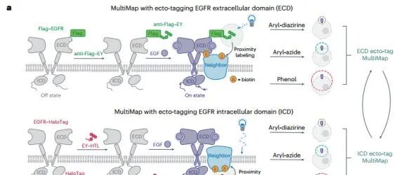 Nature Chemical Biology|使用MultiMap对配体激活的EGFR邻域进行时间光邻近标记 - Book学术