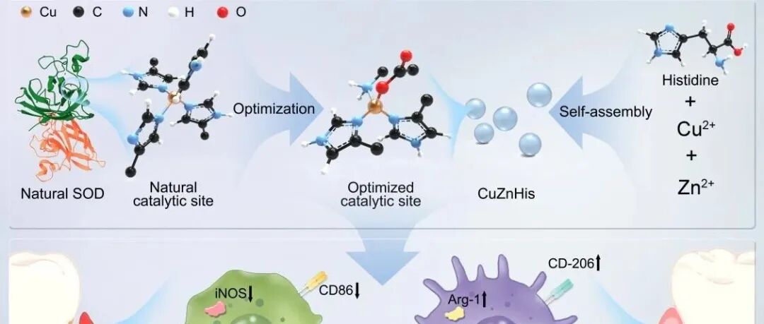 Nat. Commun. | 优化了Cu催化位点的Cu/Zn/组氨酸超分子组装体：SOD的替代物 - Book学术