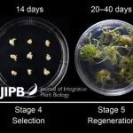 JIPB丨中国农业大学赖锦盛团队联合北京市农林科学院赵久然团队完成高遗传转化能力玉米自交系LH244的近完整基因组组装 - Book学术