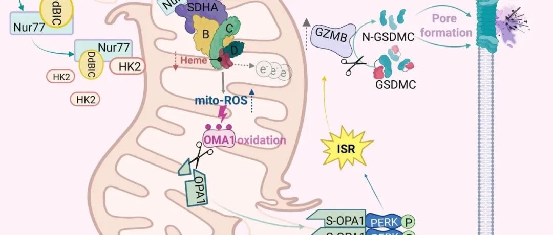 STTT｜厦门大学吴乔课题组发文阐明扰动血红素代谢稳态诱导细胞焦亡的新机制 - Book学术